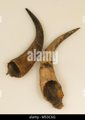 Grand Canyon Harringtons Mountain Goat Skull. OREAMNOS HARRINGTONI ...