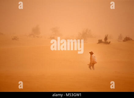 Mali. Bamba, Gao. Sahara desert. Sahel. Camel in sandstorm. Camels ...