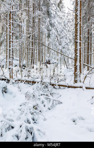 Snow-covered coniferous forest with freshly fallen snow, Horben, Canton ...