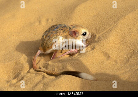 Algeria. Near Ouargla, in the Eastern Sandsea. (Grand Erg Oriental ...