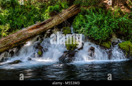 Cold springs pour into the Metolius River near Wizard Falls Stock Photo ...