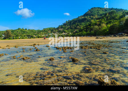 Padina australis Hauck or Padina pavonica brown algae in the shallow ...