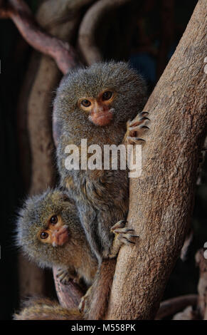 Pygmy Marmoset - worlds smallest Monkey Stock Photo - Alamy