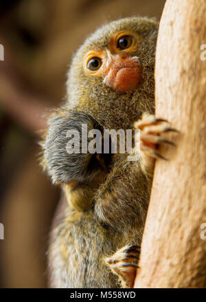 Pygmy Marmoset - worlds smallest Monkey Stock Photo - Alamy