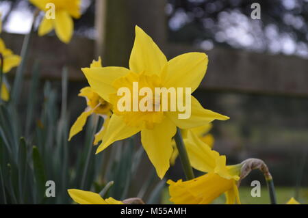 Wild daffodils growing on roadside Stock Photo - Alamy