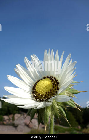 Purple African Thistle (Berkheya purpurea Stock Photo - Alamy