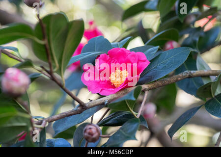 Camellia ‘Milo Rowell' flowering in february. UK Stock Photo - Alamy