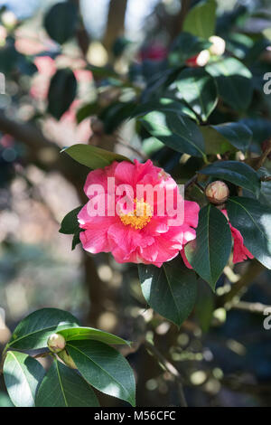 Camellia ‘Milo Rowell' flowering in february. UK Stock Photo - Alamy