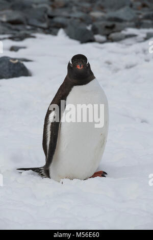Gentoo penguin (Pygoscelis papua), Half Moon Island, South Shetland ...