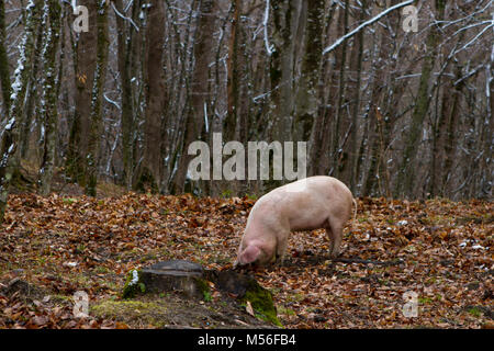 Pig in a mountain forest pigs in snow forest near farm Stock Photo - Alamy
