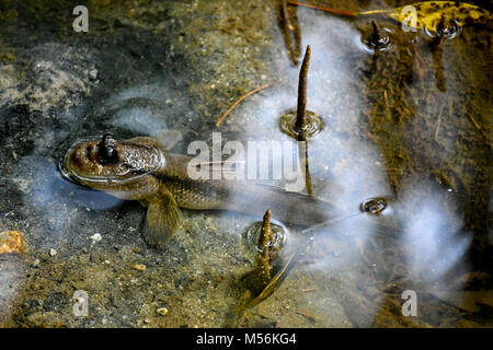 Mudskipper amphibious lungfish fish in mangrove forest, side view Stock ...