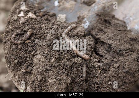 a earthworm in soil - close up shot Stock Photo: 137556777 - Alamy