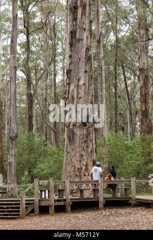 A climber on the Diamond Lookout Tree near Manjimup, south-west region ...