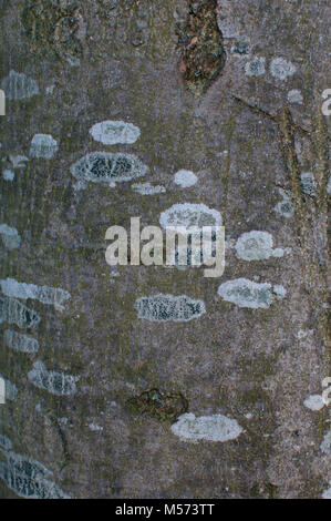 Natural markings on tree bark Stock Photo - Alamy