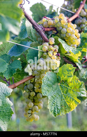 Bright grapes ripe on the perennial Stock Photo - Alamy
