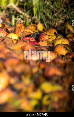 Windfall Eating Apples Rotting in a Northumberland Garden with ...