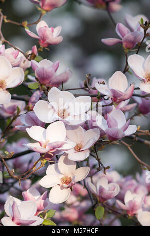 blur in the spring colors flowers and garden Stock Photo - Alamy