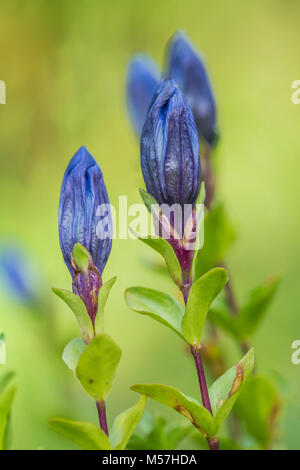 Mountain Bog Gentian (Gentiana calycosa) Plantae Stock Photo - Alamy