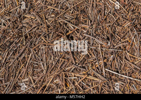 A group of Western Thatch Ants (Formica obscuripes) swarming and biting ...