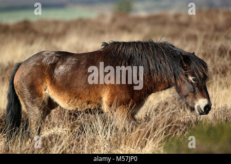 Exmoor ponies pictured enjoying the wide open spaces on the sparse ...