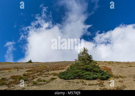 Krummholz of Subalpine Fir, Abies lasiocarpa, on top of the open and ...