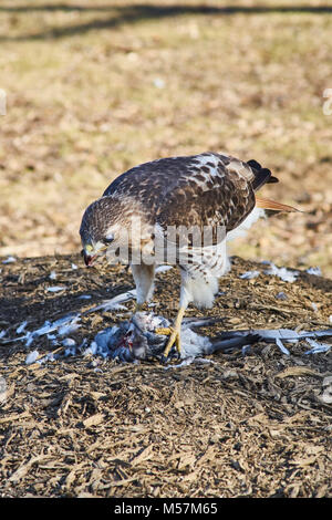Red-Tailed Hawk eating a pigeon in Prospect park Stock Photo - Alamy