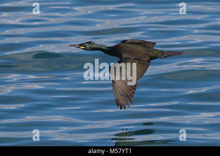 Adult European Shag in flight over the sea Stock Photo - Alamy