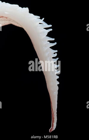 Loligo vulgaris, squid Stock Photo - Alamy