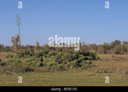 View of dry thorn scrub habitat, subtropical dry forest in arid south ...