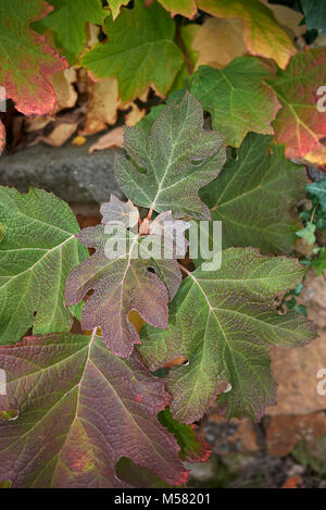 Hydrangea, Autumn, Oakleaf Hydrangea, Foliage, Oak leaf Hydrangea ...