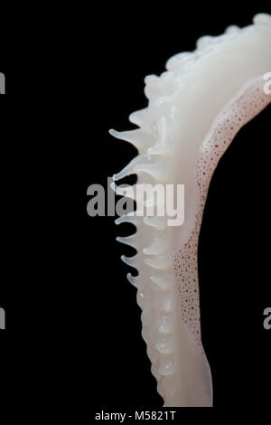 The hectocotylus arm of a male Loligo vulgaris squid used for ...