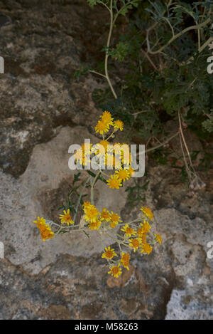 Flowers and leaves of Ragwort, Senecio jacobea. Photo taken in Ciudad ...