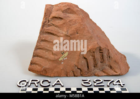 Fossil fern from Hermit Shale, early permian, collection #3237, at ...
