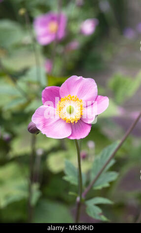 Flower of Anemone huphensis var japonica, the Japanese Wind Flower, on ...