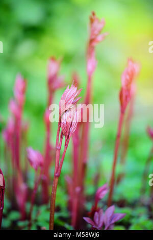 Sprout of peony on ground Stock Photo - Alamy