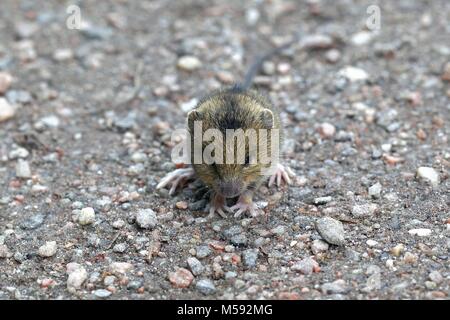 Northern birch mouse, Sicista betulina, a rare nocturnal mammal Stock ...