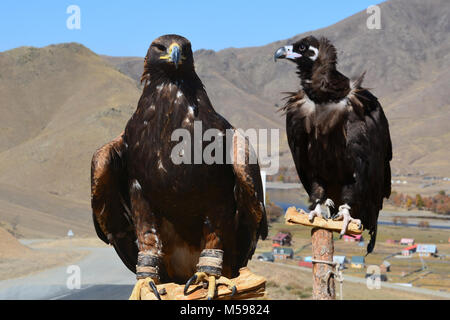 Hawk in Mongolian steppe, Mongolia Stock Photo: 238853010 - Alamy