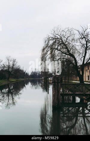 Tree near the river in Dolo Italy Stock Photo - Alamy