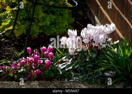 Pink and white cyclamen with a dead head in a garden border against the ...