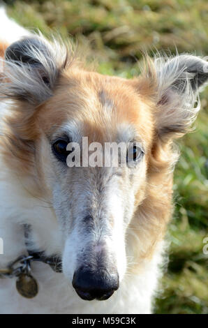 Closeup of a Borzoi dog's face in direct front view Stock Photo - Alamy