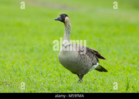 Endangered Hawaiian Goose or Nene (Branta sandvicensis) Wild, Big ...