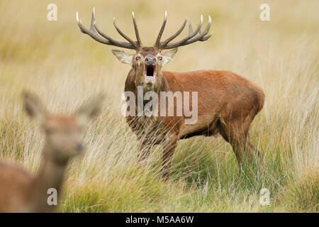 Red deer (Cervus elaphus) cow, Upper Lusatia, Saxony Stock Photo - Alamy