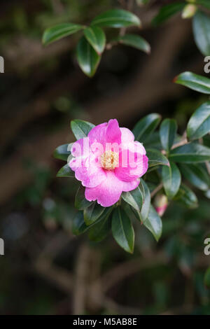 Camellia x williamsii "Citation Stock Photo - Alamy
