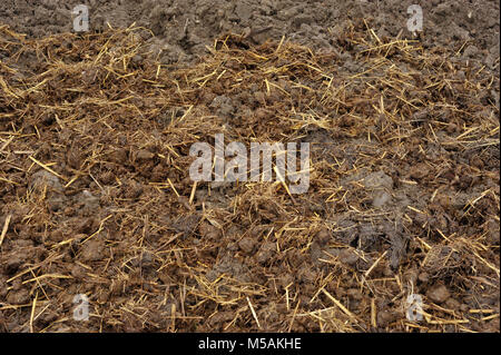 Horse manure and straw bedding material spread over a vegetable garden ...