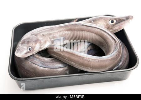 Beach, conger eel, Conger conger fish, eels, eel, sea eel, conger eel ...