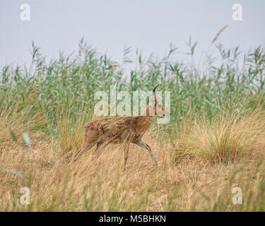 Red Lechwe in Caprivi Stock Photo - Alamy
