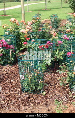 Protecting rose plants using hard wire cage to protect the plants from ...