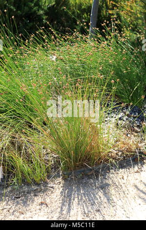 Ficinia nodosa or also known as Isolepis nodosa or Knobby Club Rush ...