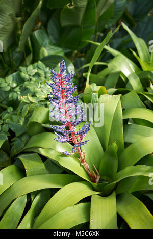 Aechmea 'Blue Rain' flower spike with green foliage in background Stock ...