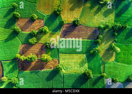 Rice field in mekong delta, An Giang, Vietnam. Ta Pa rice field Stock ...